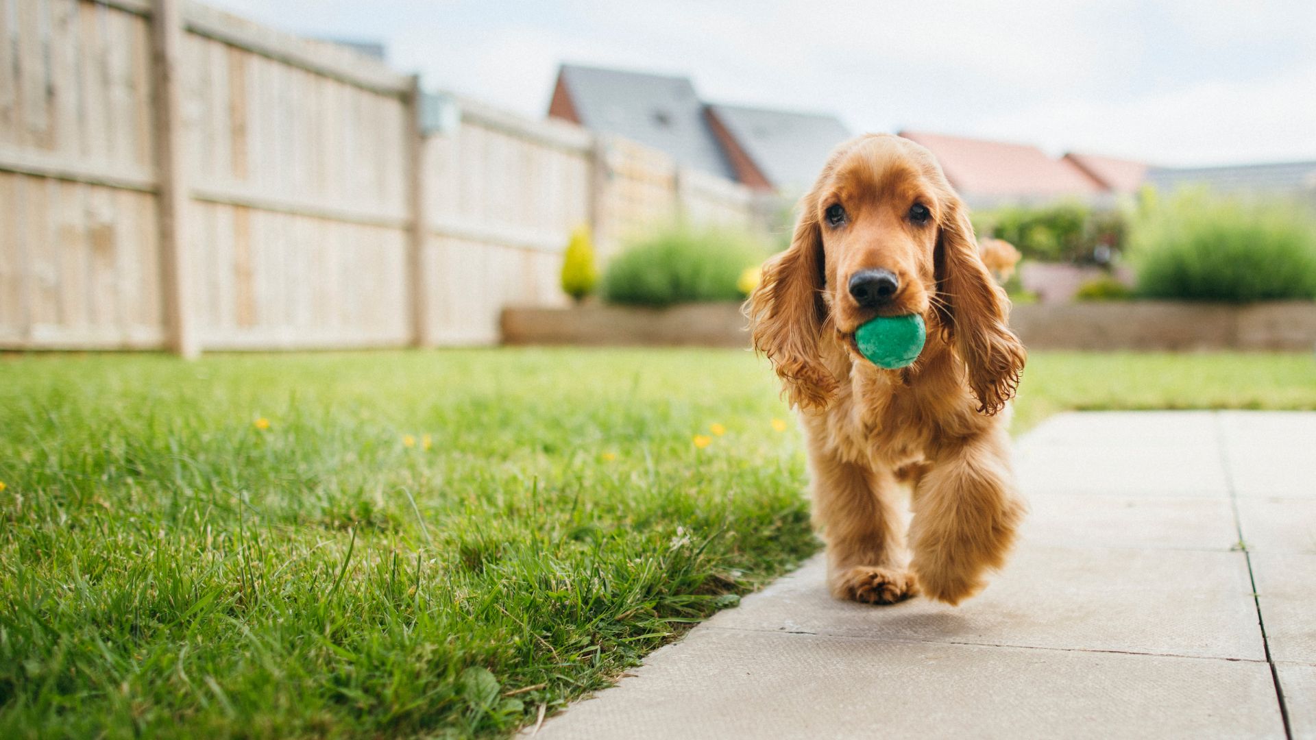 Best Vet Clinic In Lockport, NY | Lake Avenue Veterinary